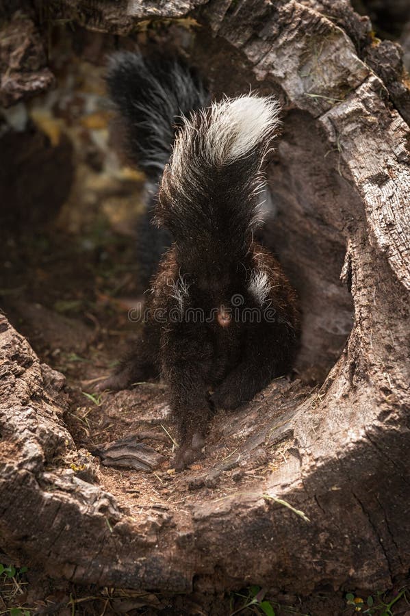 Striped Skunk Kit Mephitis Mephitis Walks into Log Stock Image - Image ...