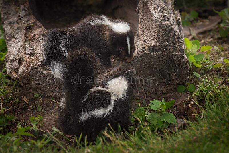 Striped Skunk Kits Mephitis Mephitis Stock Photo - Image of season ...