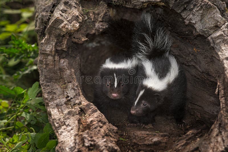 Striped Skunk Kits Mephitis Mephitis Look Out from Log Stock Image ...