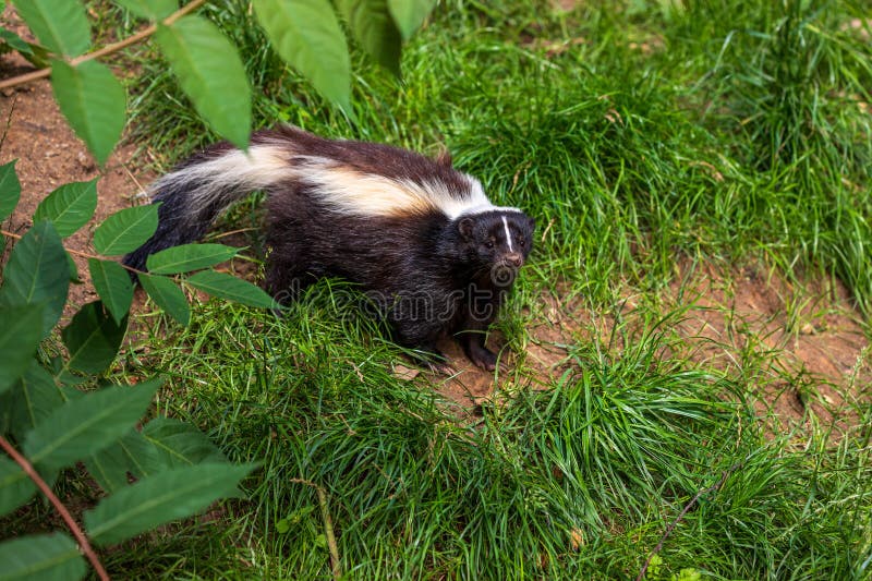 Striped Skunk, Mephitis Mephitis, in the Forest Stock Image - Image of ...