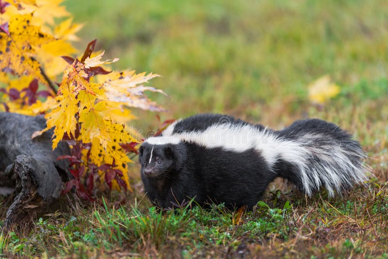 Striped Skunk Mephitis Mephitis Hunches by Log Autumn Stock Image ...