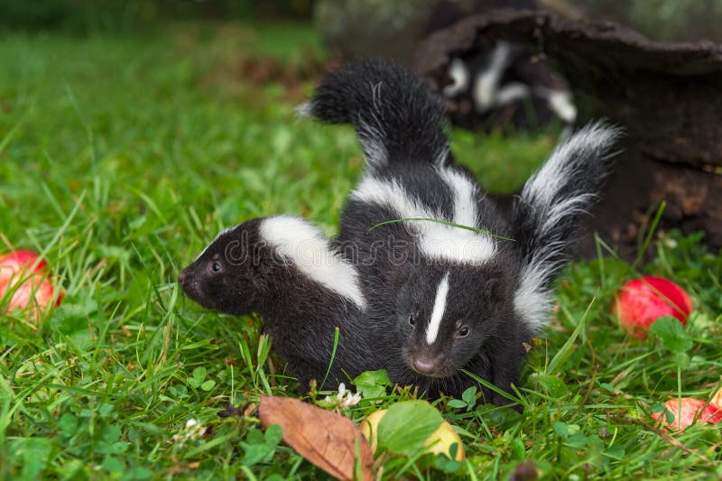 Striped Skunk Mephitis Mephitis Kit Climbs Over Back of Sibling Summer ...