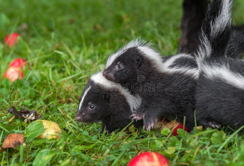 Striped Skunk Mephitis Mephitis Kit Snuggles Up To Sibling Summer Stock ...