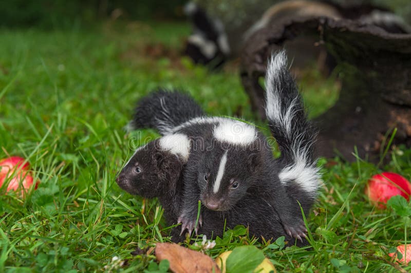 Striped Skunk Mephitis Mephitis Kit Splayed Over Siblings Back Summer ...
