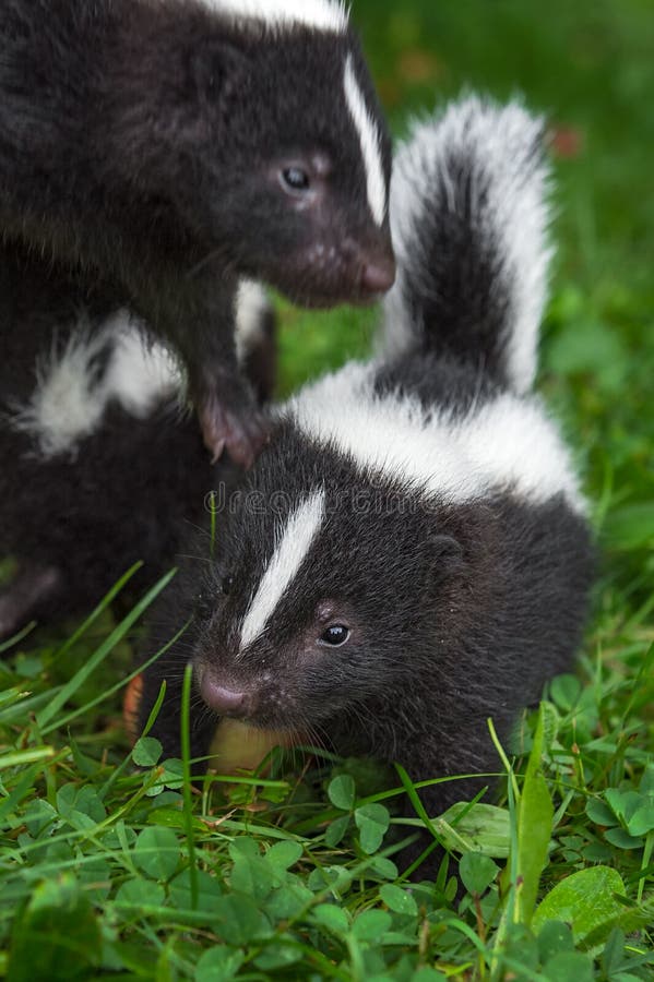Striped Skunk Mephitis Mephitis Kit Steps Forward Sibling Above Summer ...