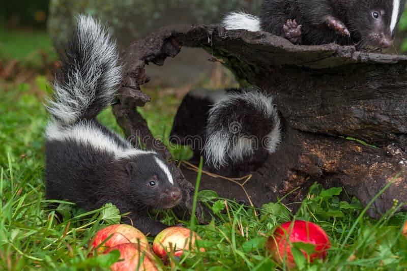 Suncatchers Stained Glass Skunk on a Log Art & Collectibles etna.com.pe