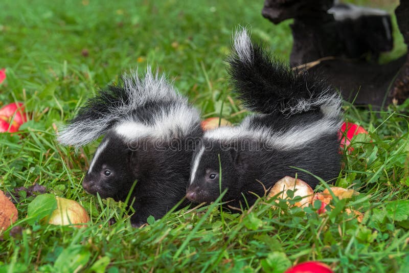 Striped Skunk Mephitis Mephitis Kits Look Left Tails Over Backs Summer ...