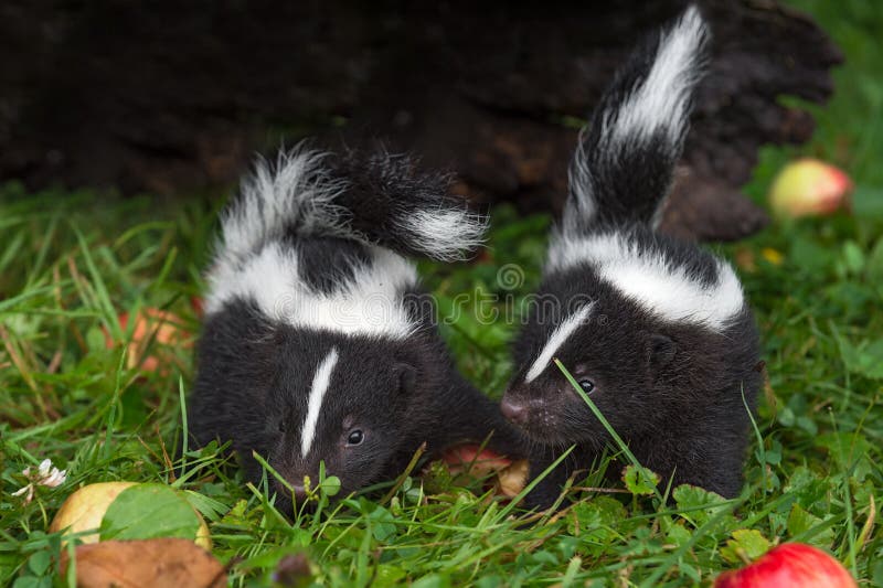 Striped Skunk Mephitis Mephitis Kits Noses in Grass and Apples Summer ...