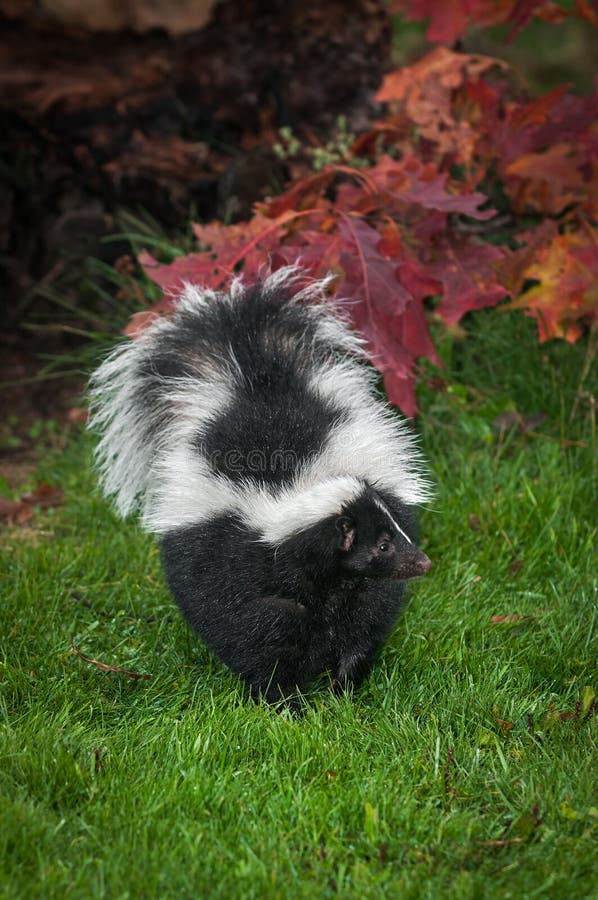 Striped Skunk Mephitis Mephitis in Grass Paw Up Stock Image - Image of ...