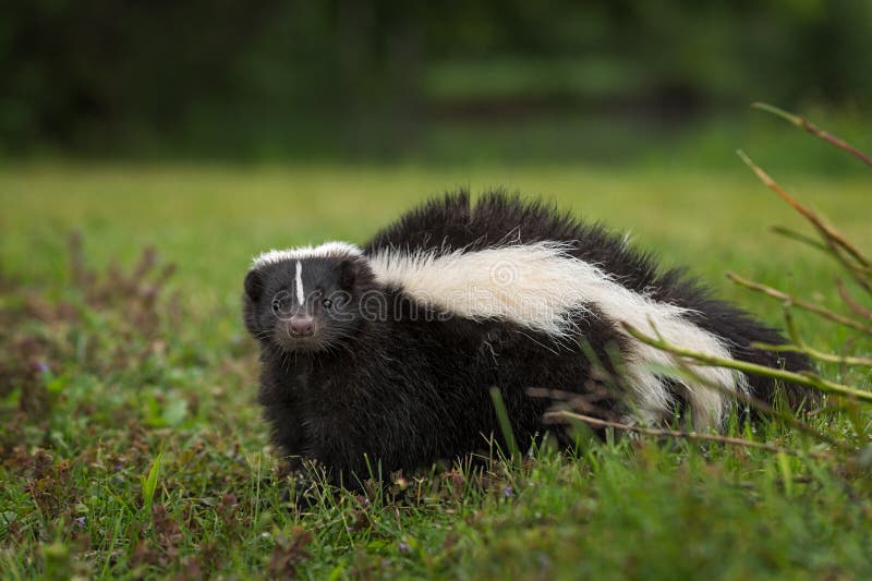Colored Skunks