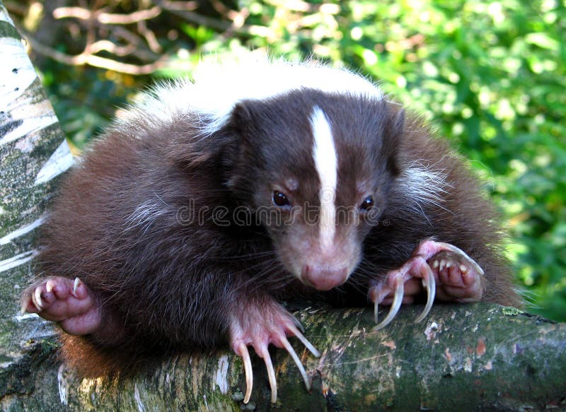 Striped Skunk (Mephitis Mephitis) Stock Photo - Image of canada, mexico ...