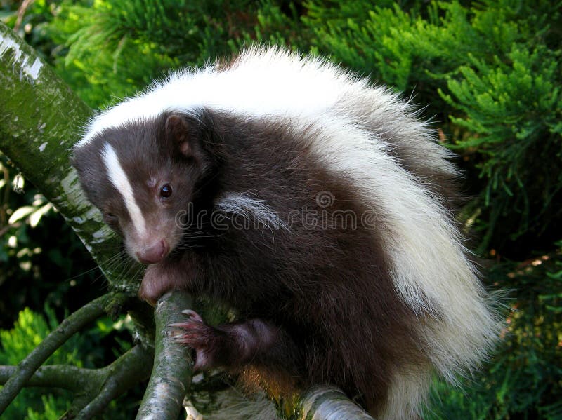 Striped Skunk (Mephitis Mephitis) Stock Photo - Image of filled ...