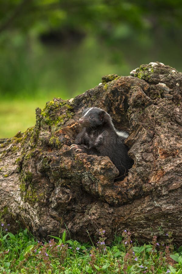 Striped Skunk Mephitis Mephitis Sits Inside Log Stock Image - Image of ...