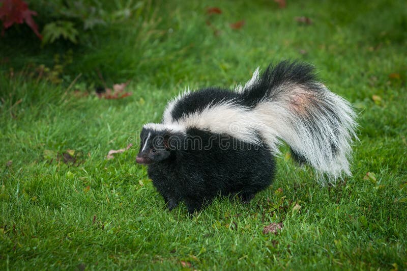 Striped Skunk Mephitis Mephitis Sniffs in Grass Stock Image - Image of ...
