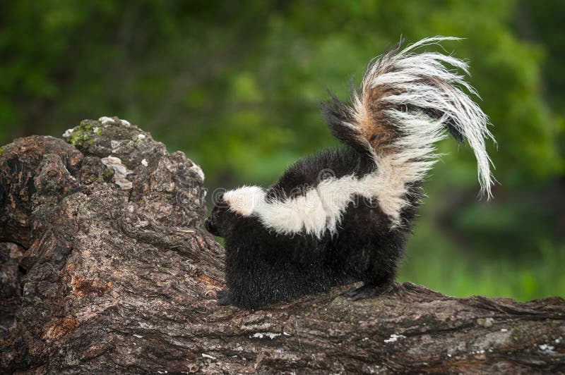 276 Skunk Tail Photos - Free & Royalty-Free Stock Photos from Dreamstime