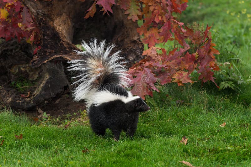 597 Skunk Tail Stock Photos - Free & Royalty-Free Stock Photos from ...