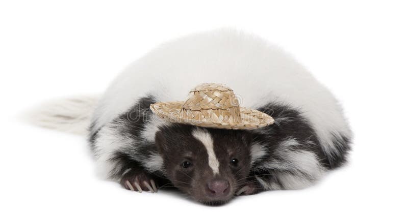Skunk No Background Stock Photos - Free & Royalty-Free Stock Photos ...