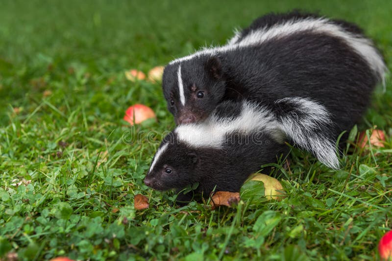 Striped Skunk Mephitis Mephitis Mother Grabs Kit by Scruff of Neck ...