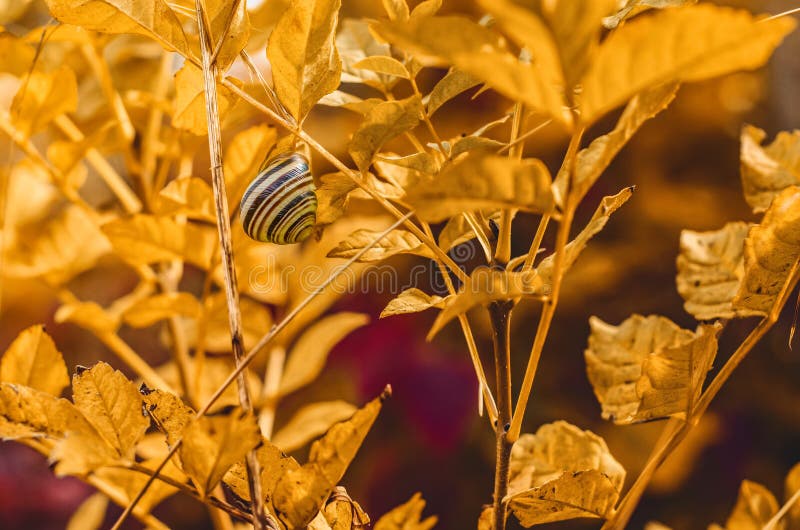 Striped Slug on Yellow Plants Stock Photo - Image of brown, leaf: 274199994