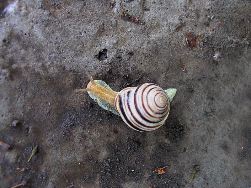 Striped Snail Moving on the Stone. Top View Stock Photo - Image of ...