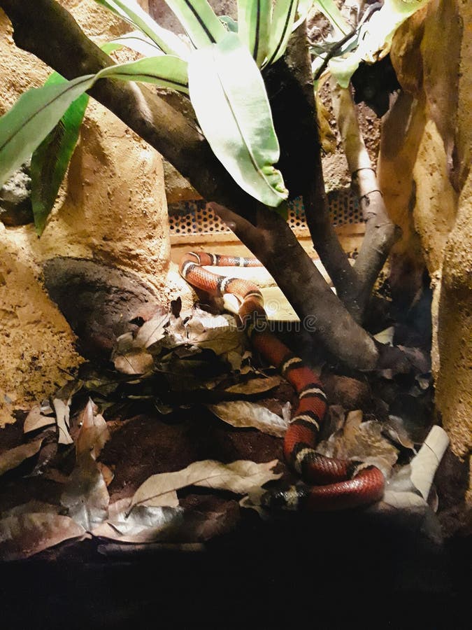 A striped snake in the zoo editorial photography. Image of orange ...