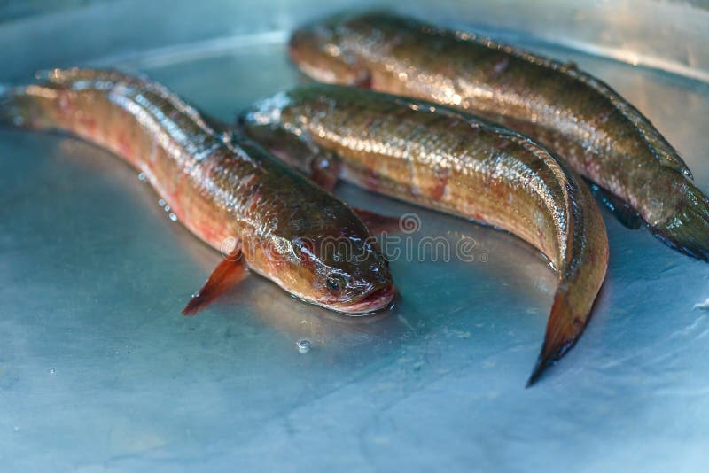 Striped Snakehead Fish,fish. Stock Photo - Image of diet, delicious ...
