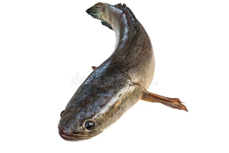 Striped Snakehead Fish Isolated on White Stock Photo - Image of canal ...