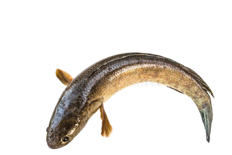 Striped Snakehead Fish Isolated on White with Clipping Path Stock Photo ...