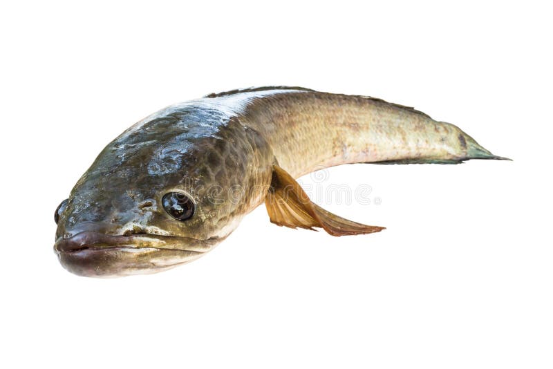 Dried Striped Snakehead Fish Stock Image - Image of dried, close: 40348983