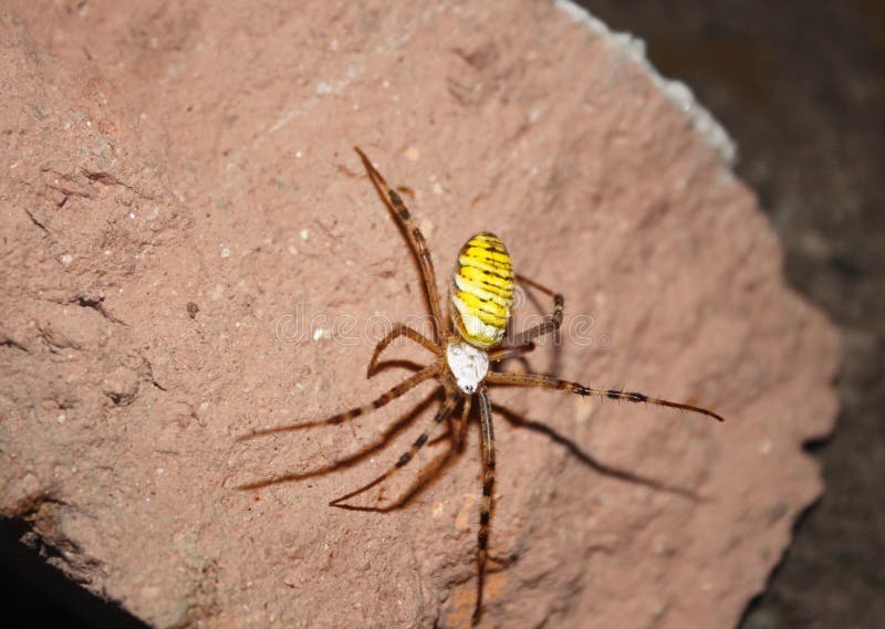 Striped spider crusader stock photo. Image of wild, striped - 33984830