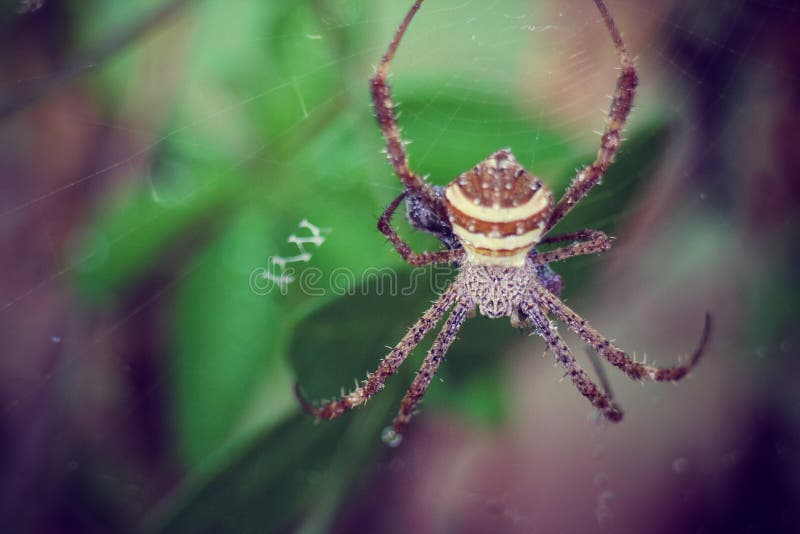 Close-up of a Striped Spider that Has Caught a Fly Stock Image - Image ...