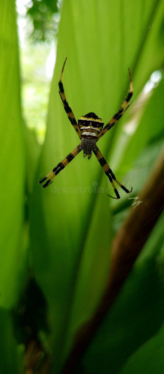 Striped Spider in the Forest Stock Image - Image of leaf, grass: 305109477