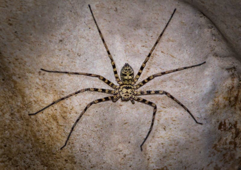 Striped spider on the rock stock image. Image of wildlife - 255209159