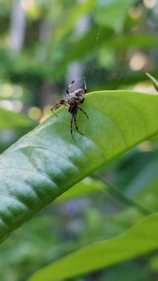 The striped spider stock image. Image of leaves, spiders - 314404429