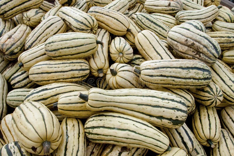 STRIPED SQUASH stock image. Image of sweet, healthy, yellow - 41385317