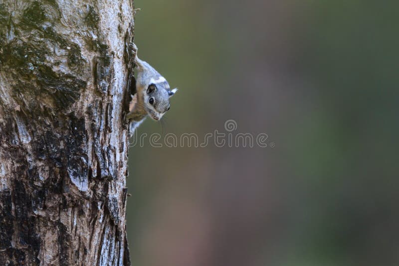 A Striped Squirrel Eating Outer Bark Stock Image - Image of chew ...