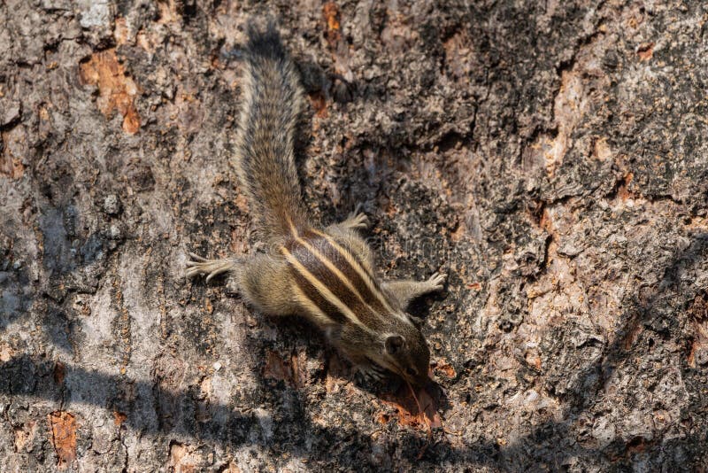 Striped Squirrel on Tree Bark Stock Image - Image of wildlife, tree ...