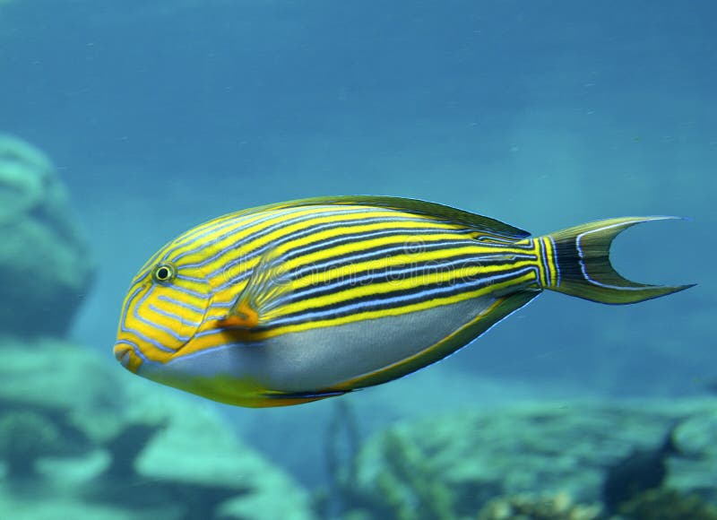 Striped Surgeonfish stock photo. Image of animal, lineatus - 4557530