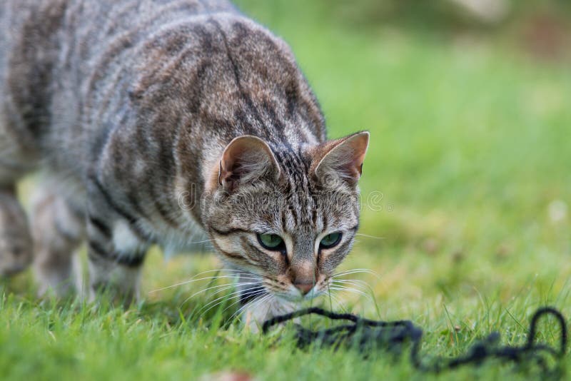 Striped Tabby Cat stock image. Image of pets, striped - 43783221
