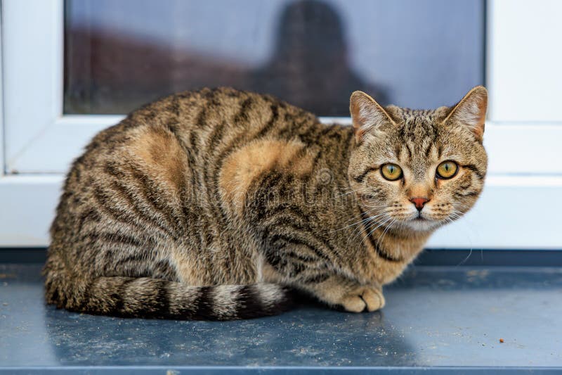 Striped Tabby Cat Sitting Alertly on Gray Surface Near Window Stock ...