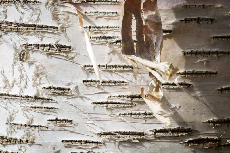 Striped Textrue on Surface of Birch Trunk Stock Image - Image of white ...