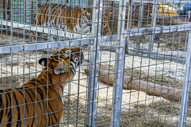 Tiger in cage stock image. Image of mammal, locked, nature - 3144929