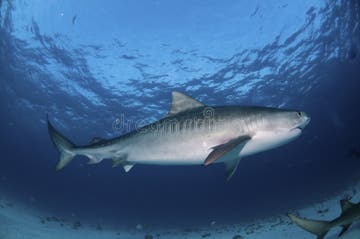 Striped Tiger shark stock image. Image of underwater - 21246607