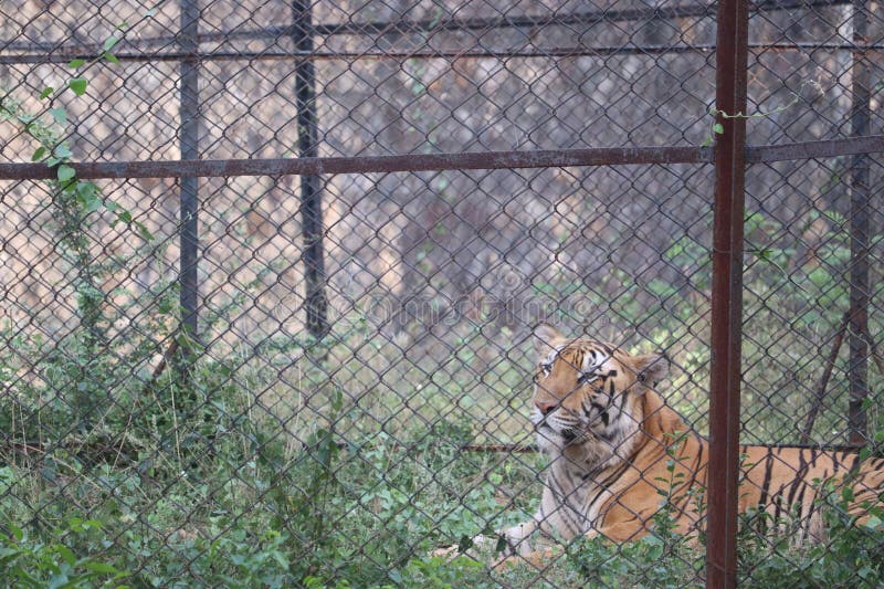 Striped Tiger Silently Walks through Dense Leafy Forest Stock Image ...
