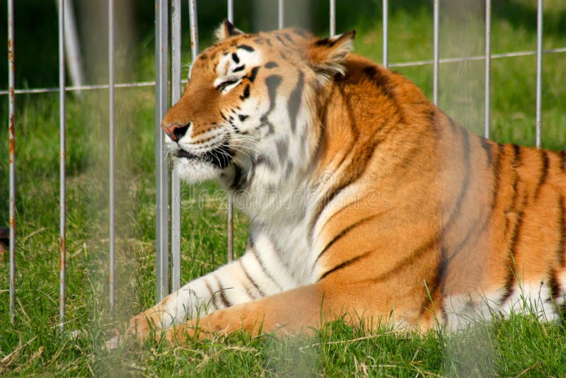 The Striped Tiger Sits in a Cage Stock Image - Image of beauty ...