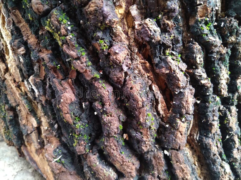 Tree skin 1 stock image. Image of grunge, wallpaper - 335452769