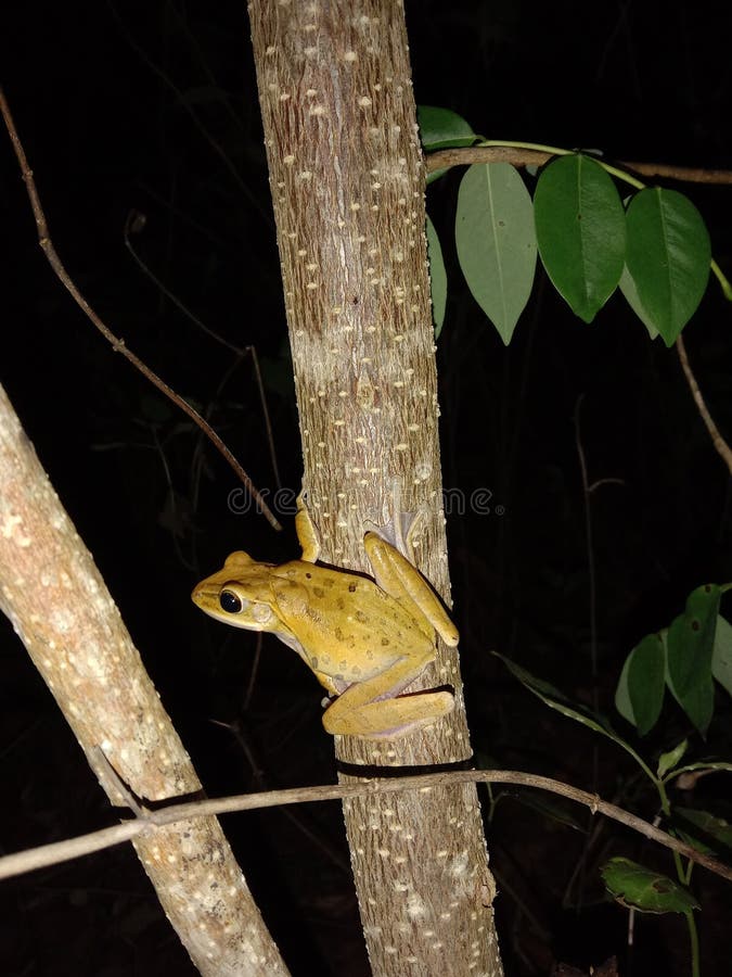 The Striped Tree Frog is Resting at Night Stock Photo - Image of green ...