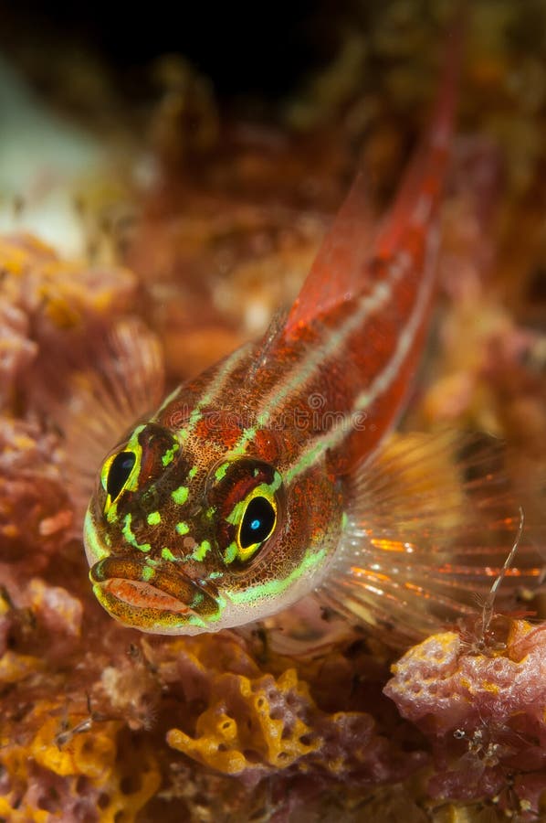 Striped Triplefin Fish on Coral Stock Photo - Image of animal, nature ...