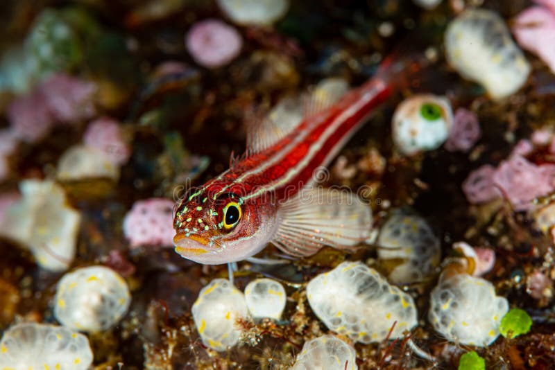 Striped Triplefin Fish on Coral Stock Photo - Image of jaya, ecosystem ...