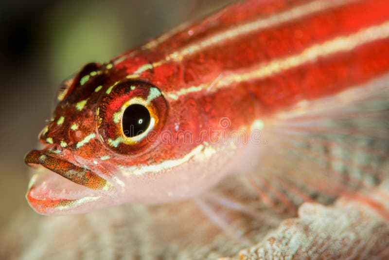 Striped Triplefin on a Reef Stock Photo - Image of environnment ...